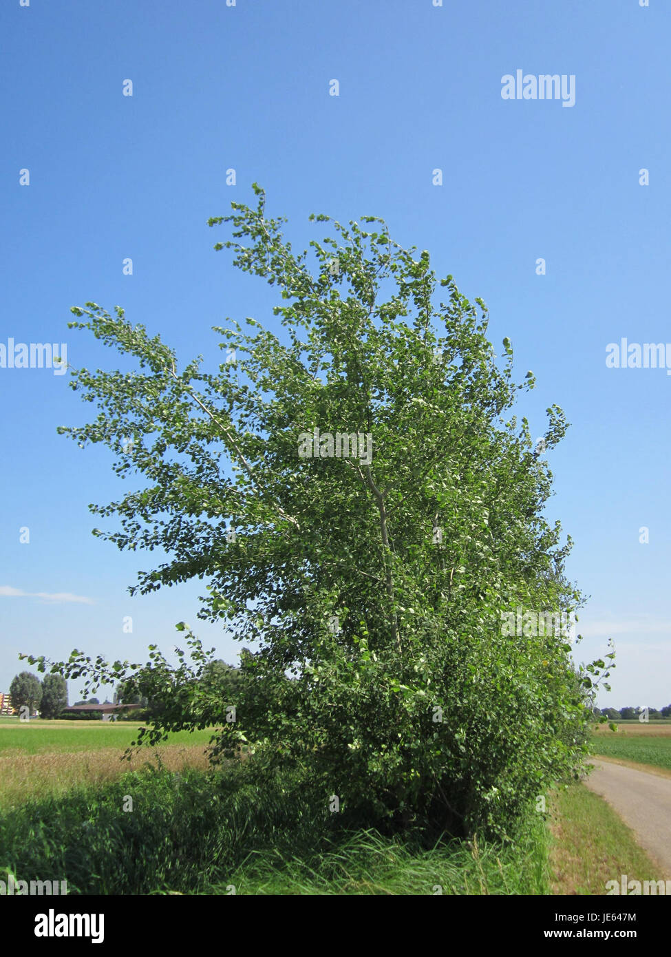 Aspen tree species hi-res stock photography and images - Alamy