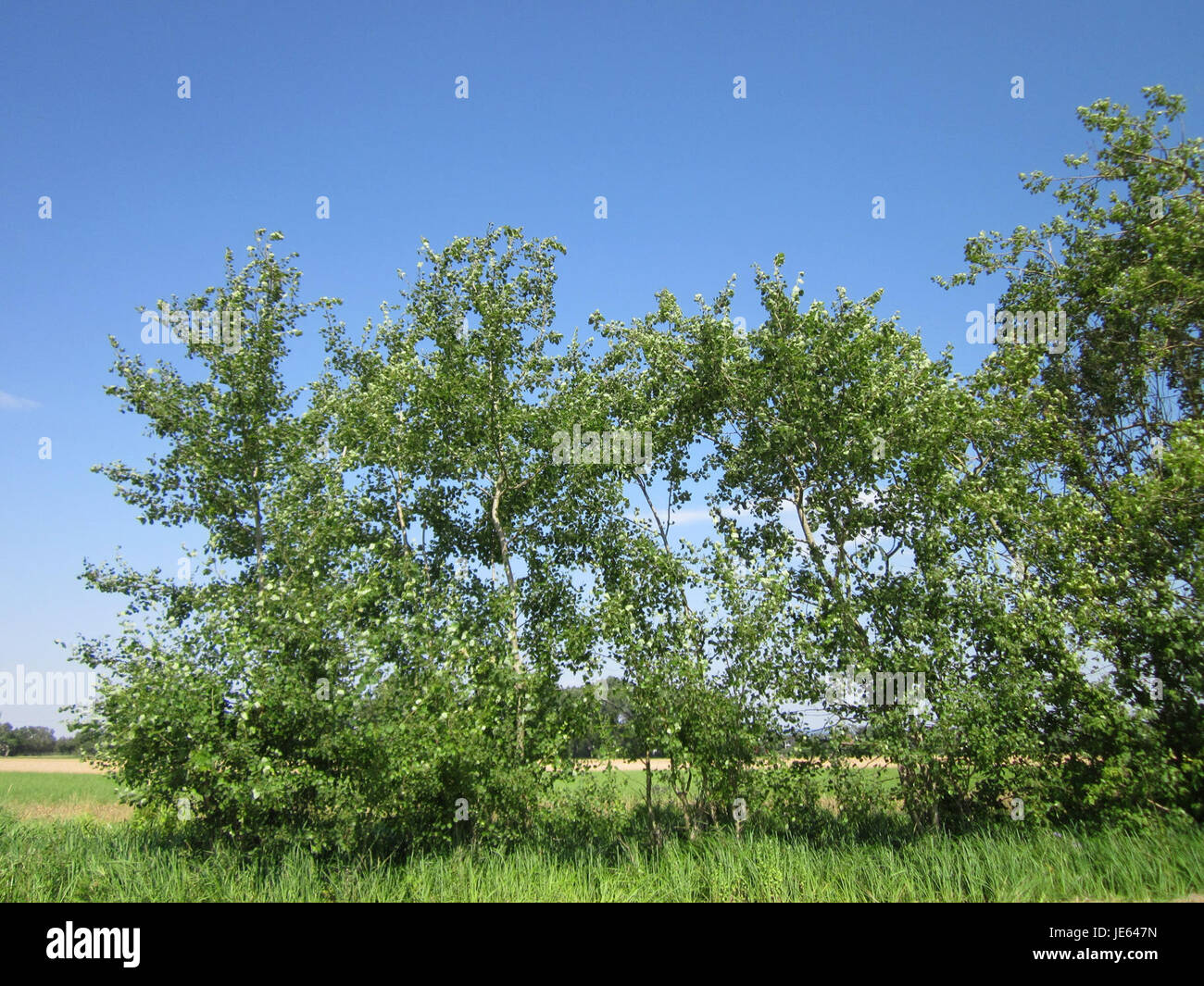The Zitterpappel, also known as the trembling poplar, is a tree species ...