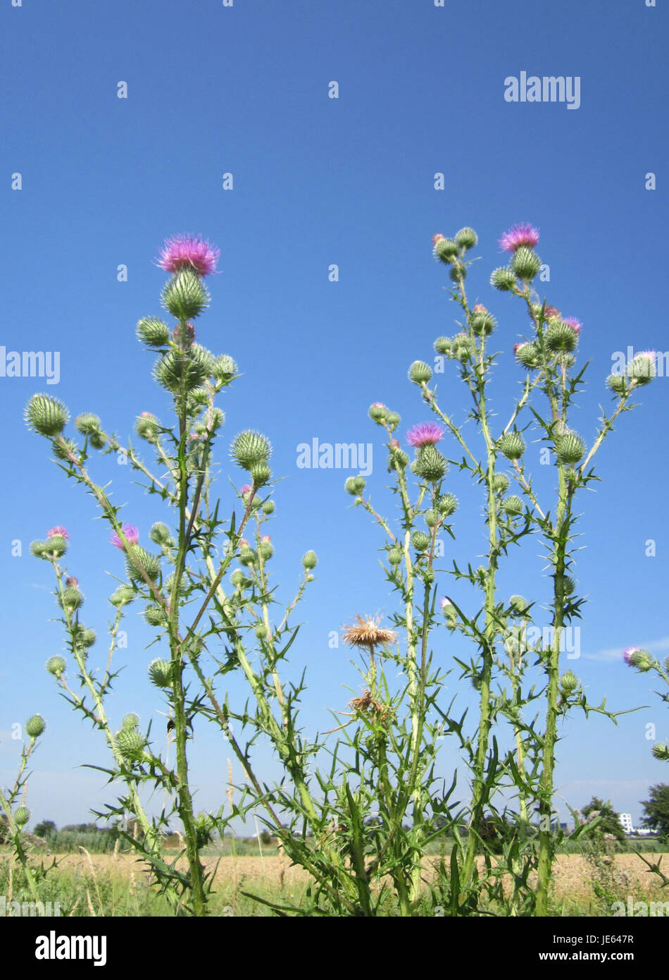 Cirsium vulgare, commonly known as the bull thistle, is a biennial ...