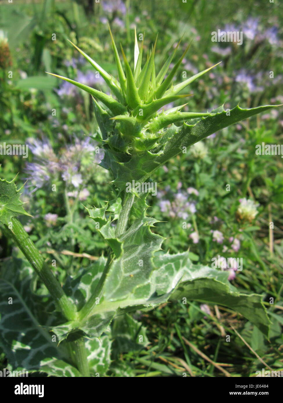 Plant recognized hi-res stock photography and images - Alamy