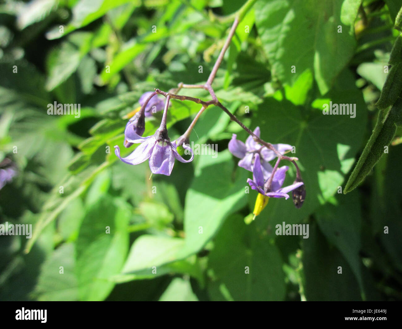 Nightshade genus hi-res stock photography and images - Alamy