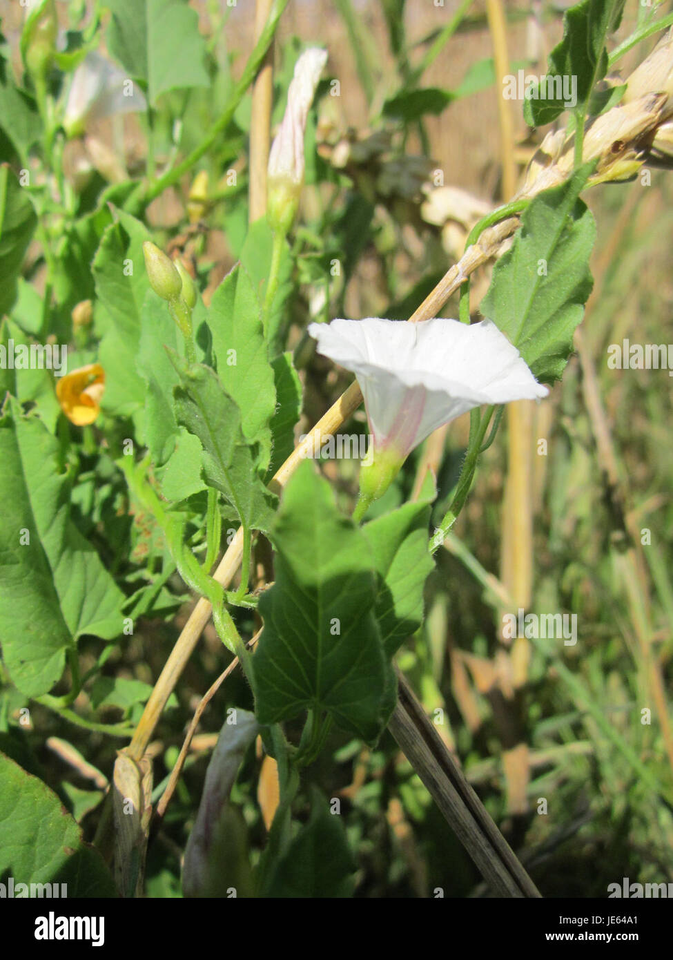 Zaunwinde (Calystegia sepium), commonly known as bindweed, is a ...