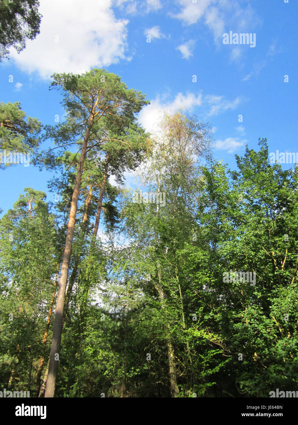 Speyrer Wald is a forest located in southwestern Germany, known for its ...
