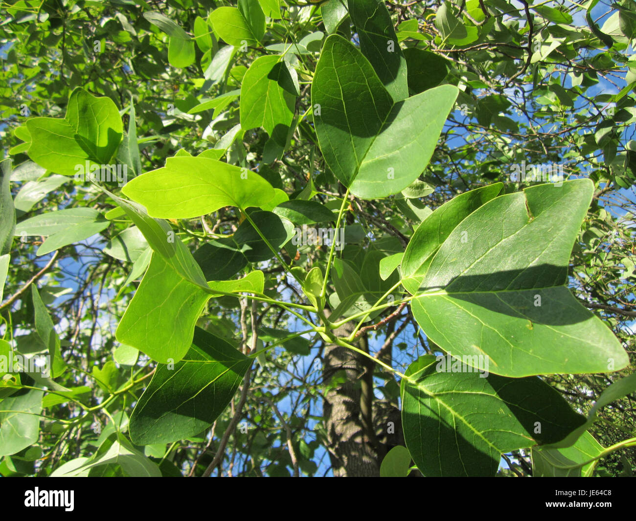 The Tulpenbaum, or Tulip Tree, is a large deciduous tree known for its ...