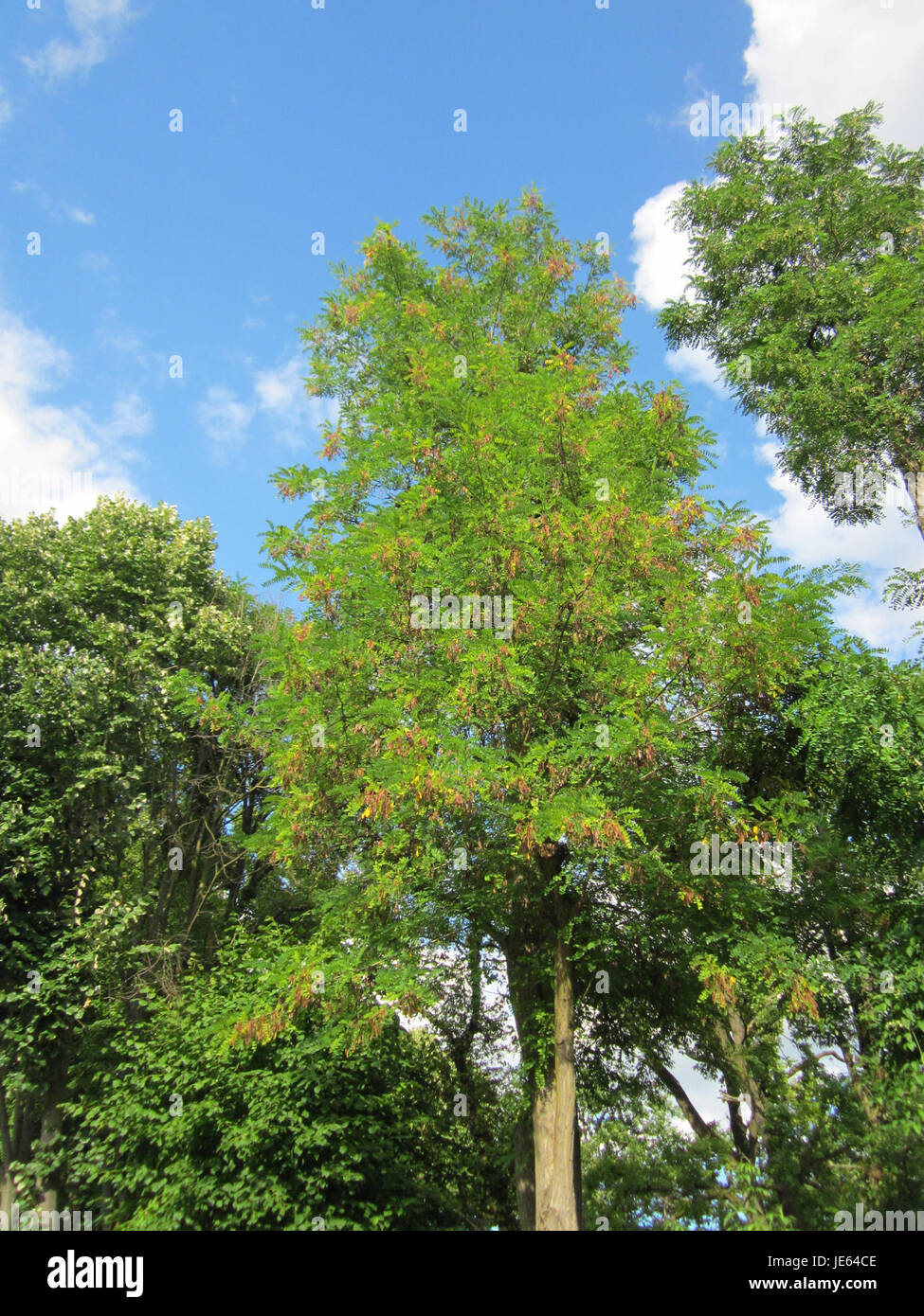 The Robinia pseudoacacia, or Black Locust, is a tree species native to ...