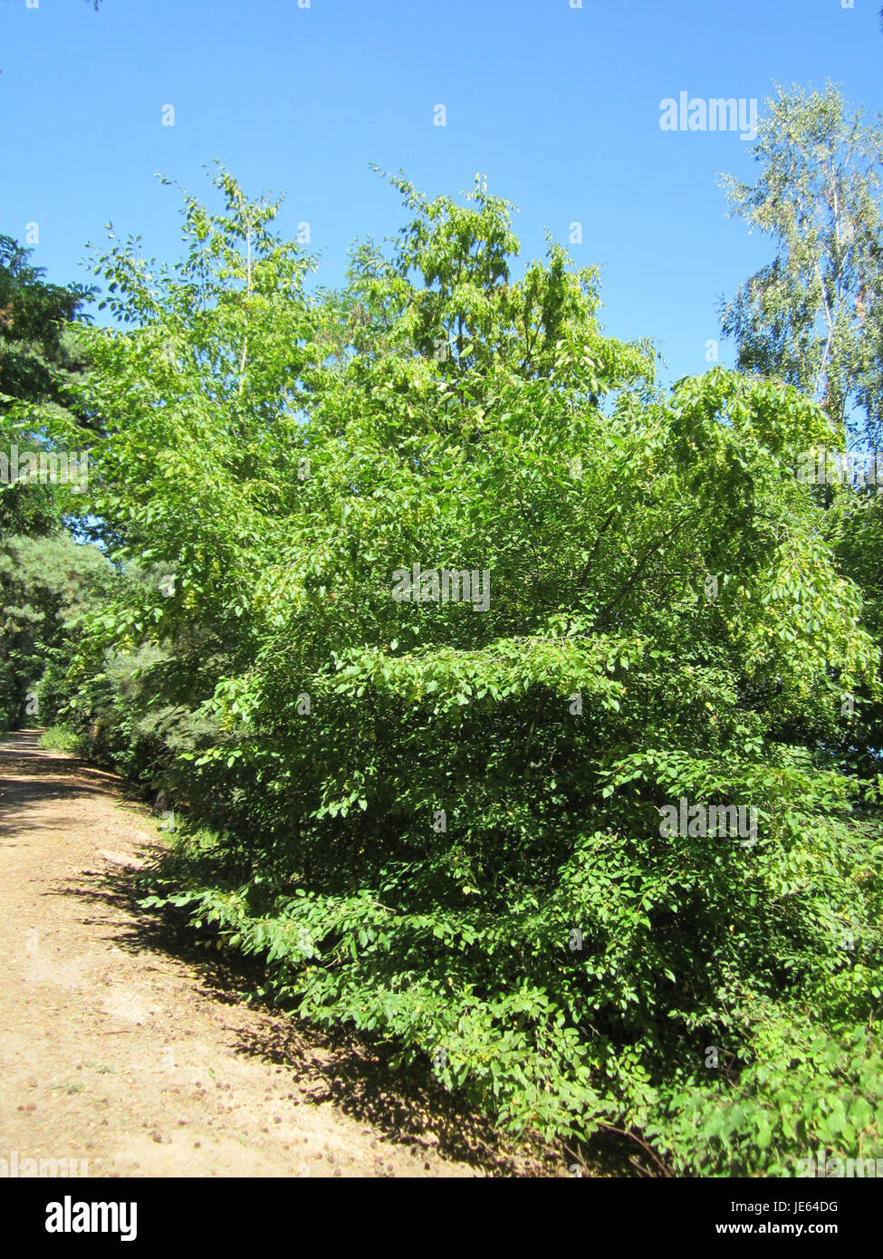 The title refers to a Hornbeam tree (Hainbuche) in the Schwetzinger ...