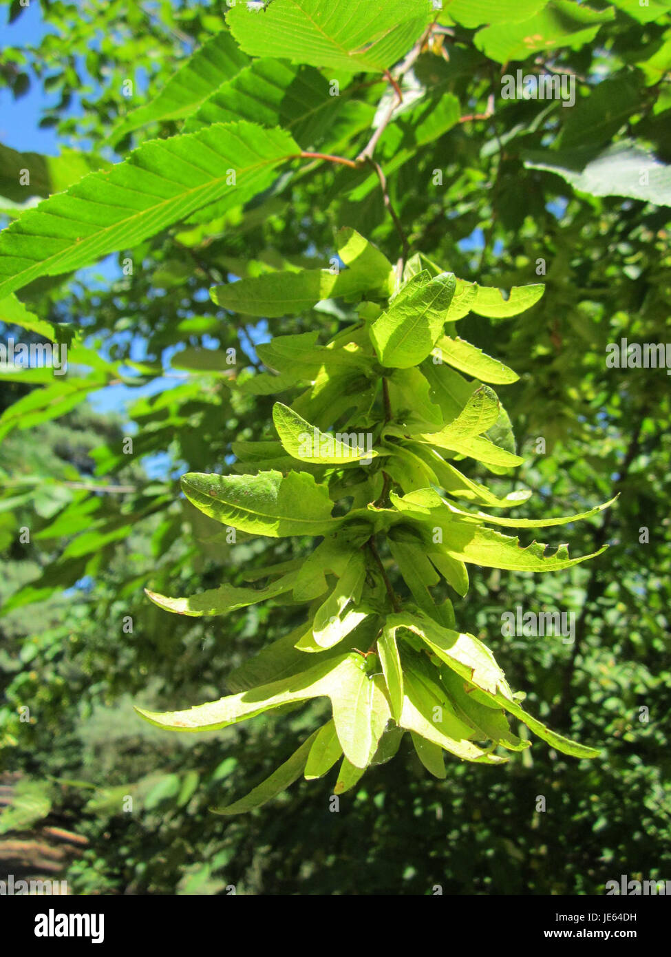 Photograph of a Hainbuche tree in the Schwetzinger Hardt forest reserve ...