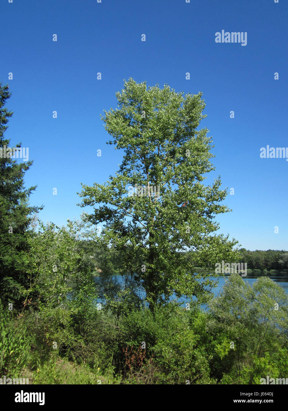 Schwetzinger Hardt High Resolution Stock Photography and Images - Alamy