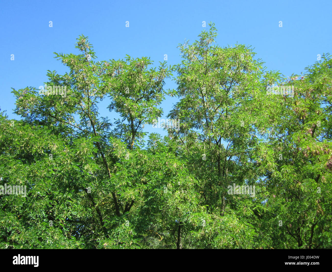 The image shows *Robinia pseudoacacia*, also known as black locust, in ...