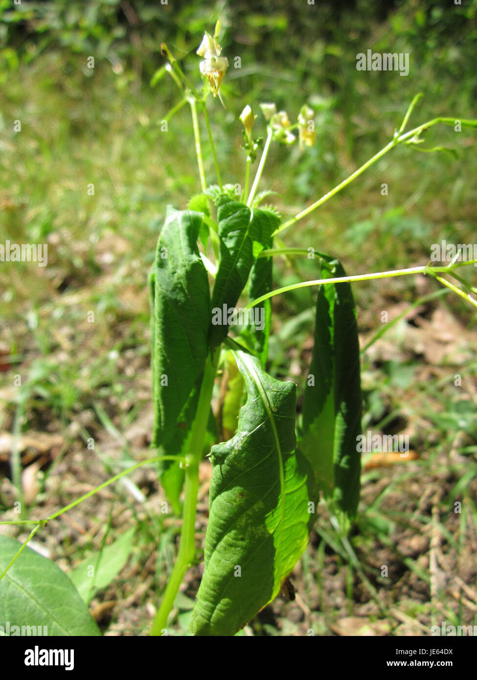 A photograph taken in Schwetzinger Hardt, showing the invasive species ...
