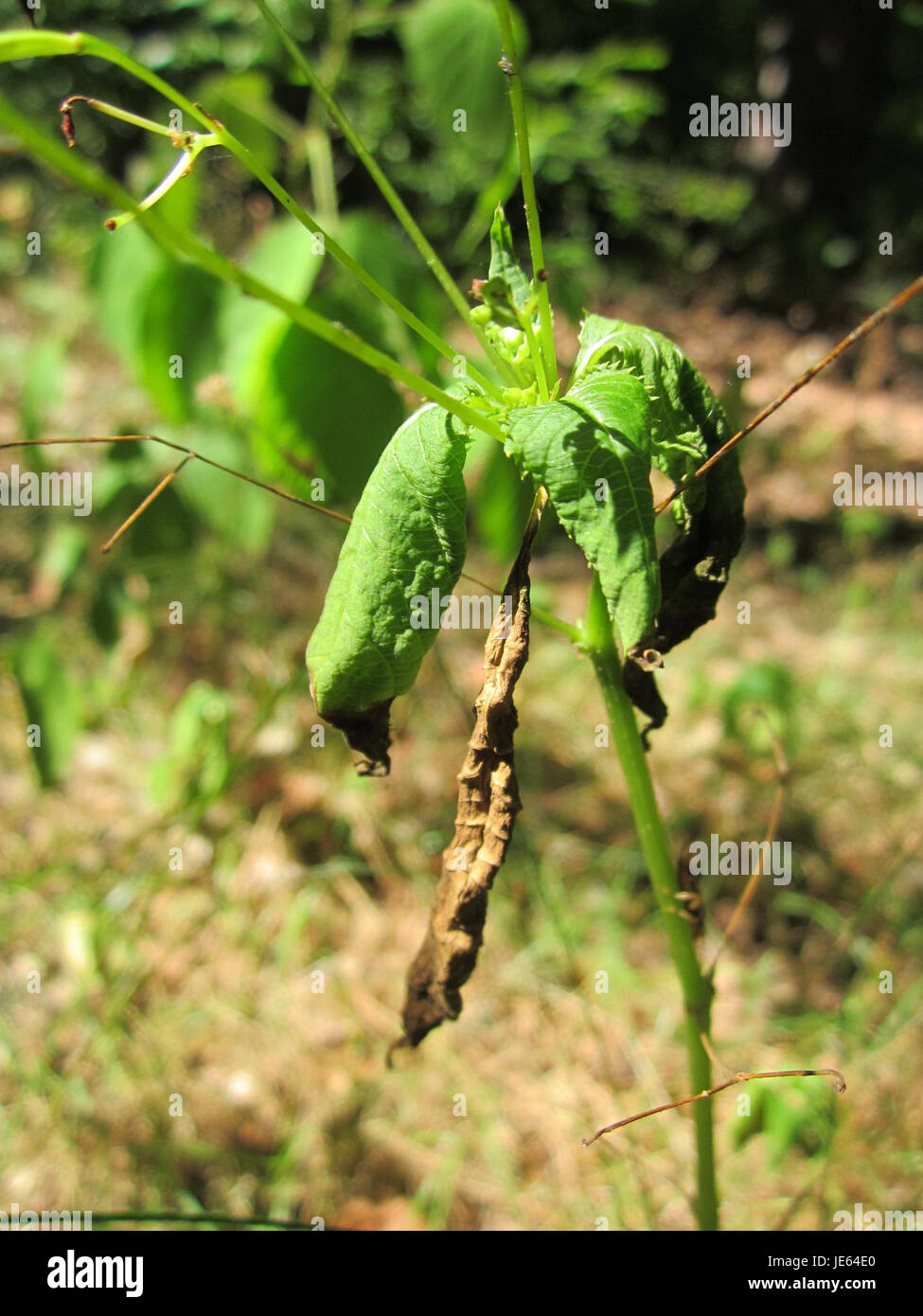 The image features Springkraut (Impatiens glandulifera) in the ...
