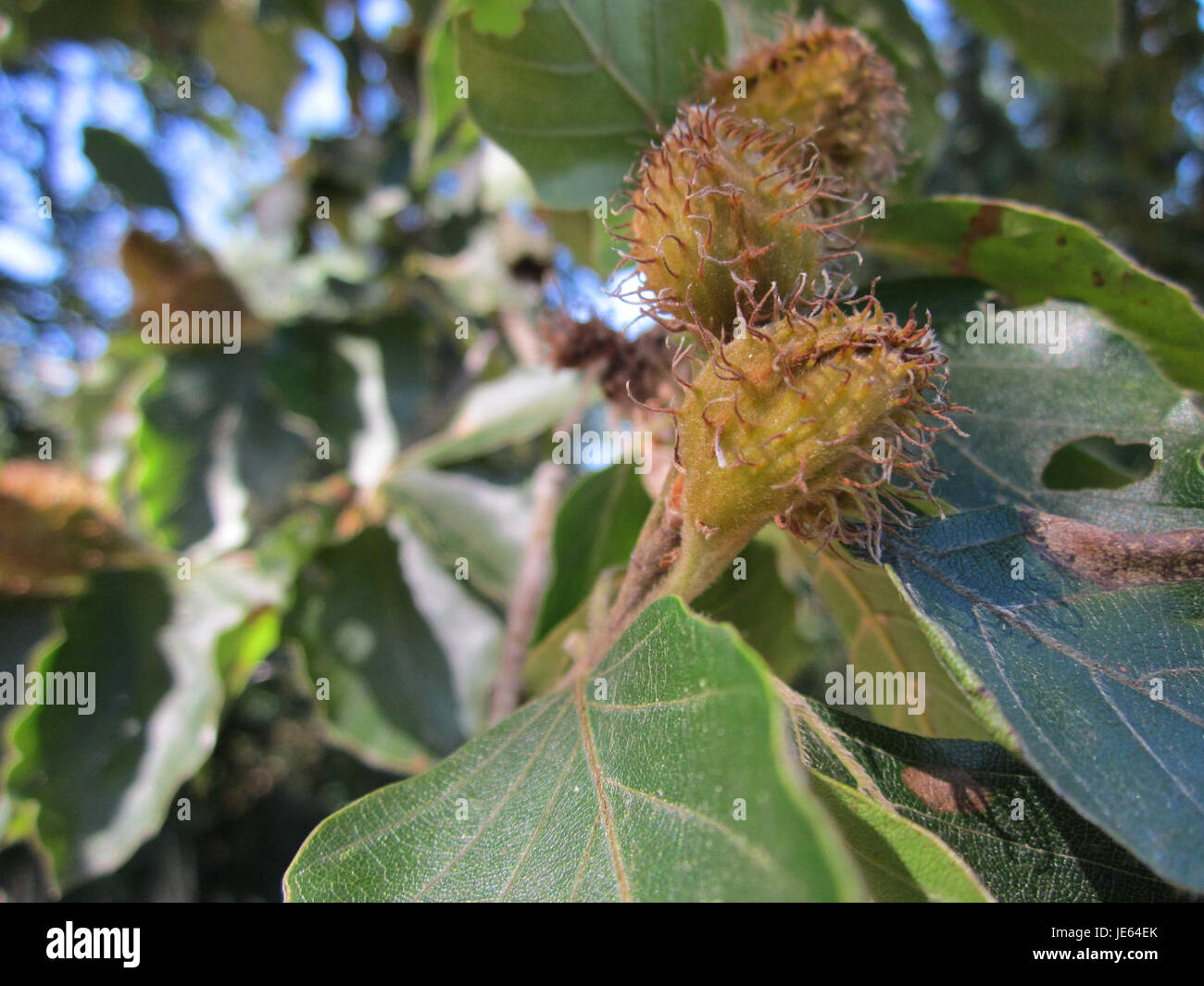 A photograph capturing a Beech tree in the Schwetzinger Hardt, a forest ...