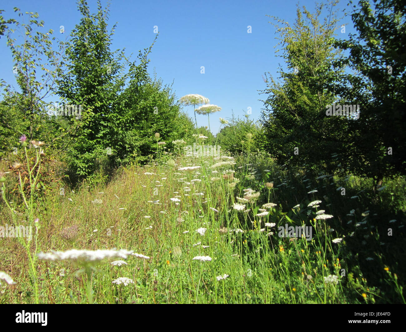 This image features Daucus carota, commonly known as wild carrot ...
