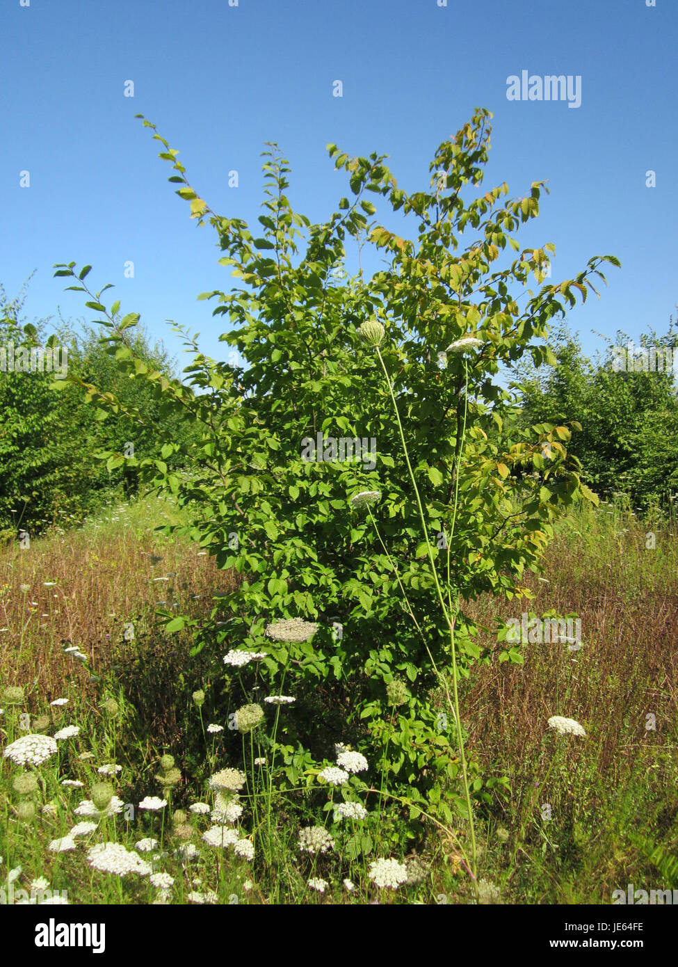 Carpinus species hi-res stock photography and images - Alamy