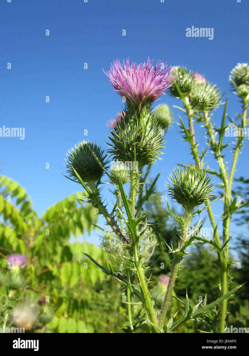 Cirsium vulgare, commonly known as bull thistle, is a flowering plant ...