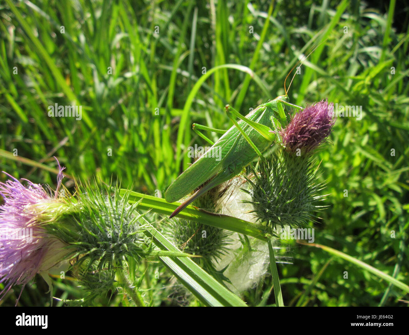 Cirsium vulgare, commonly known as spear thistle, is a plant species ...