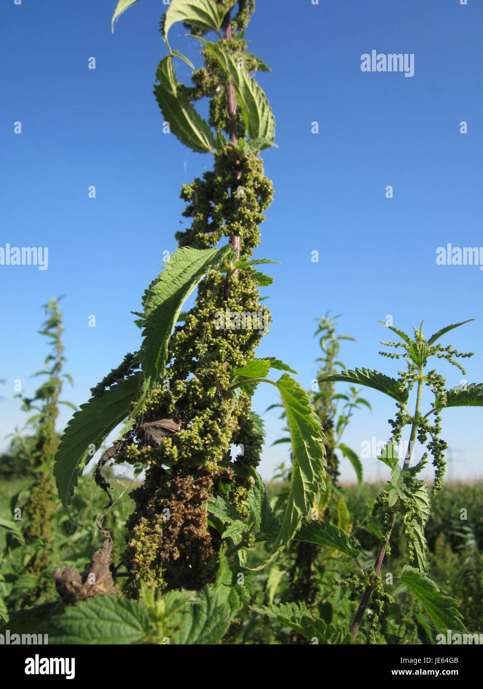 Plant found in europe and asia and north america hi-res stock ...