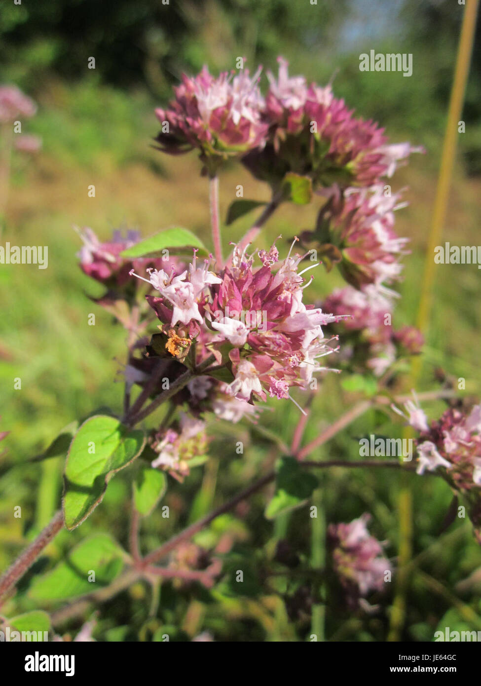 This image shows Origanum vulgare, commonly known as oregano, a herb ...