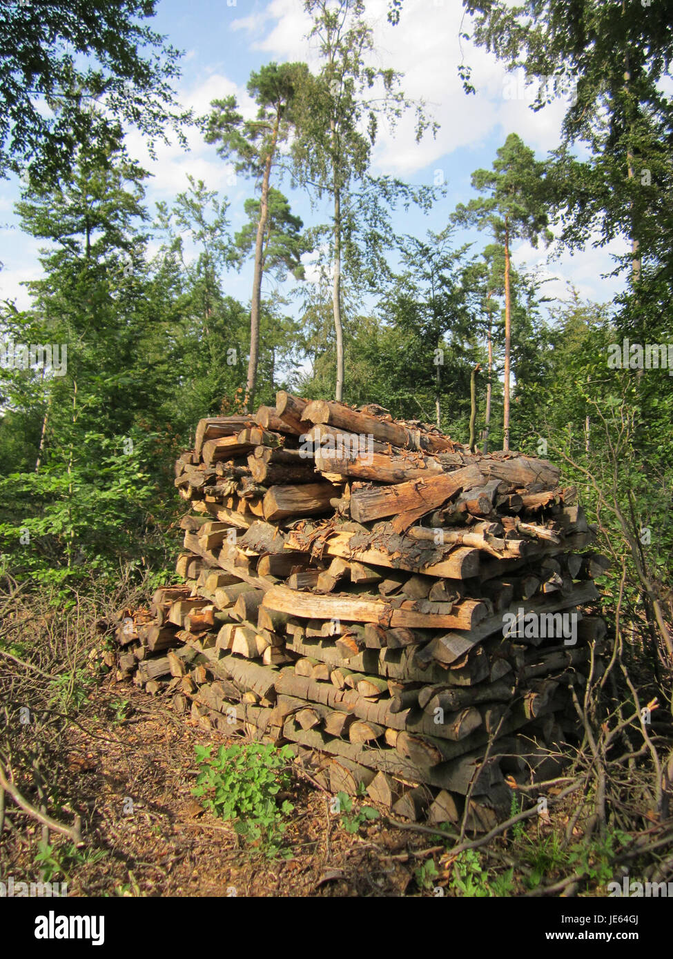 Schwetzinger Hardt, also known as Hockenheimer Hardt, is a forest area ...