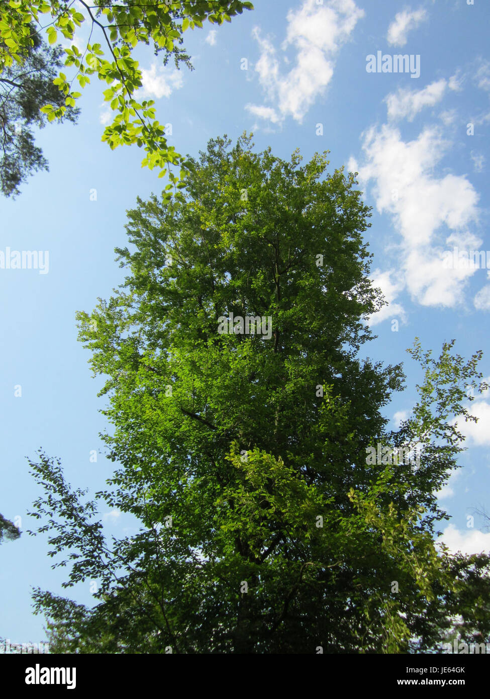 This image shows Fagus sylvatica, commonly known as European beech, a ...