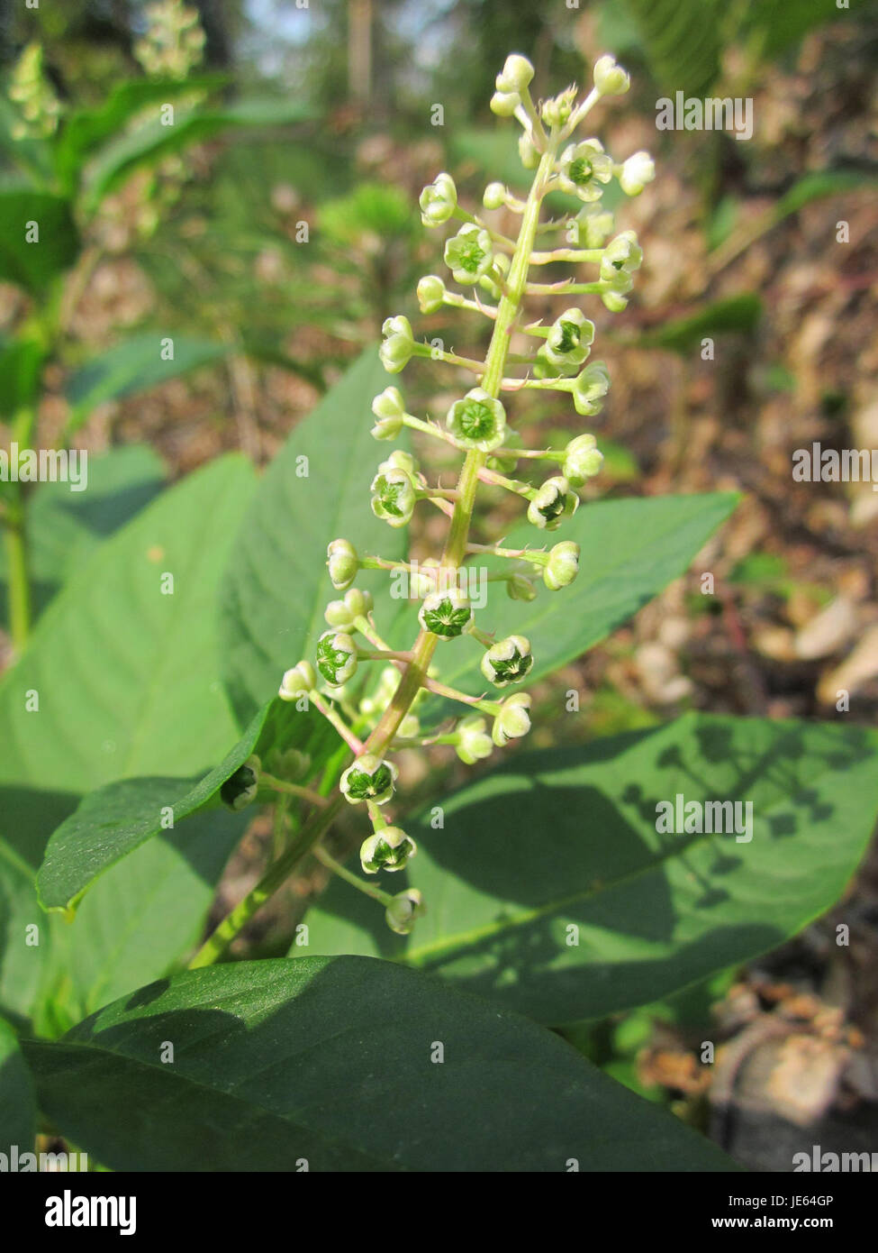 Phytolacca americana commonly known hi-res stock photography and images - Alamy