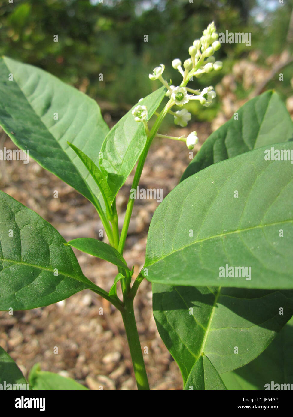 Phytolacca americana known pokeweed hi-res stock photography and images - Alamy