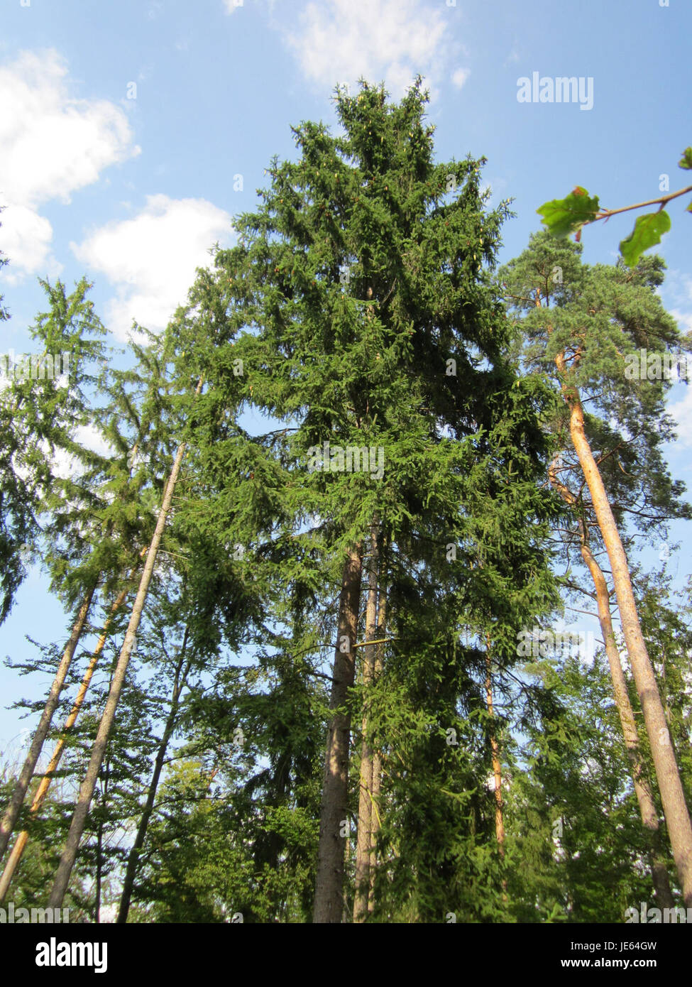 Pseudotsuga menziesii, known as Douglas fir, is a coniferous tree ...