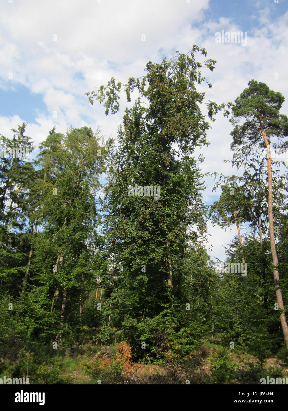Autumn beech tree fagus hi-res stock photography and images - Alamy