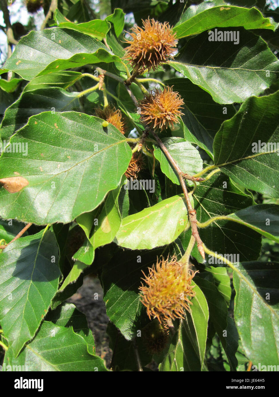 Fagus sylvatica, commonly known as European beech, is a deciduous tree ...