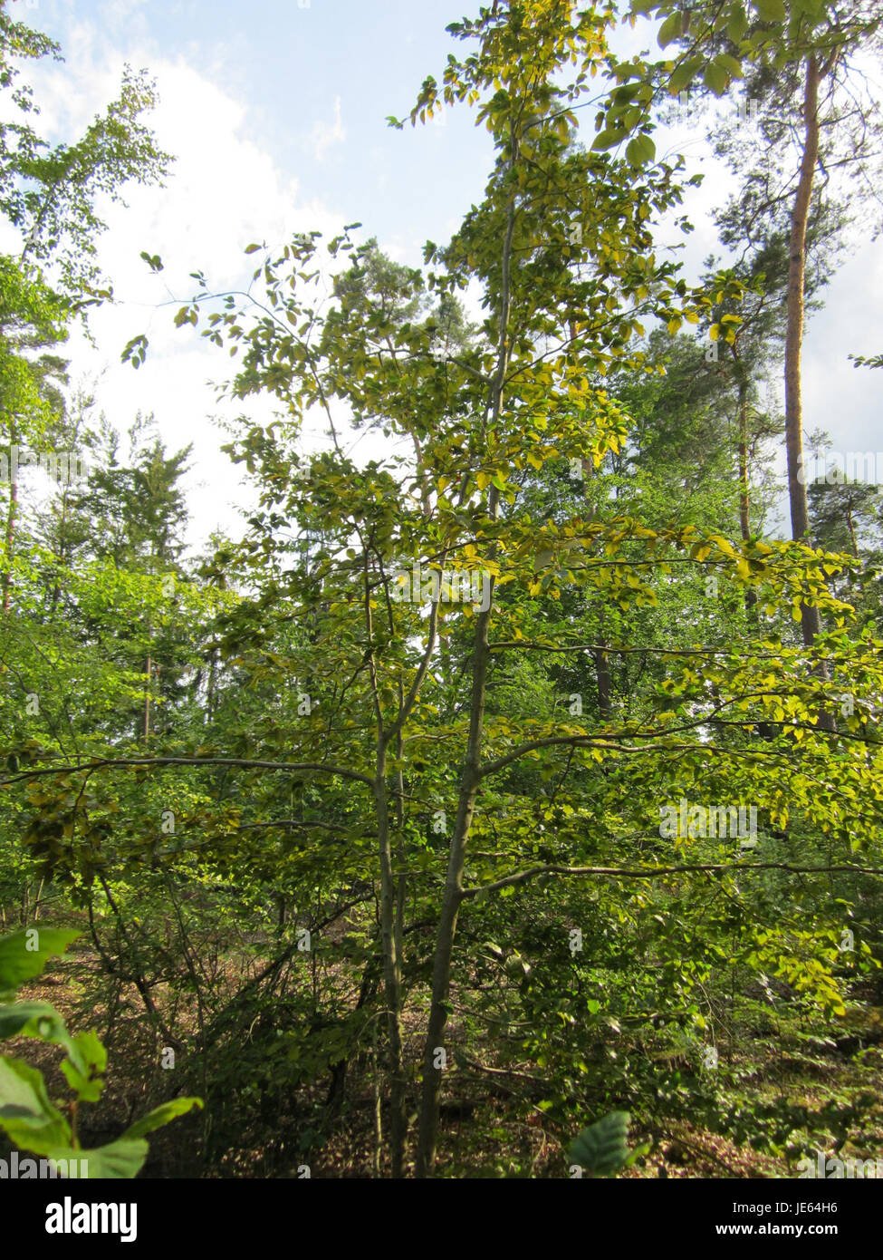 Fagus sylvatica, commonly known as European beech, is a deciduous tree ...