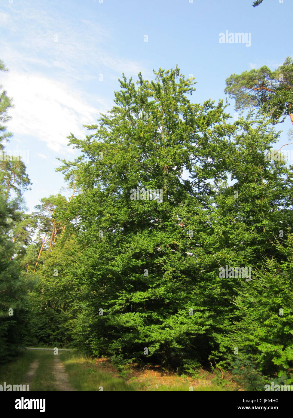 Fagus sylvatica, commonly known as European beech, is a deciduous tree ...