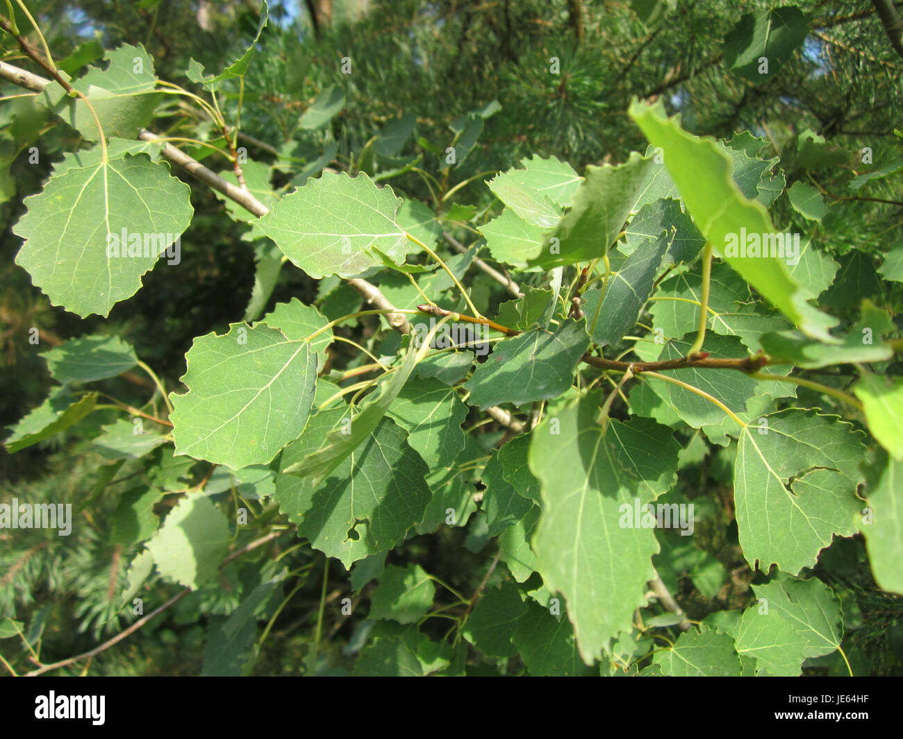 A photograph of a Populus tremula tree, also known as the trembling ...