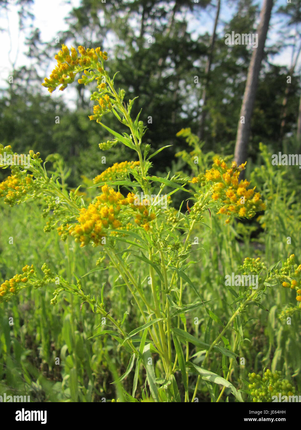 Solidago canadensis, also known as Canada goldenrod, is a wildflower ...