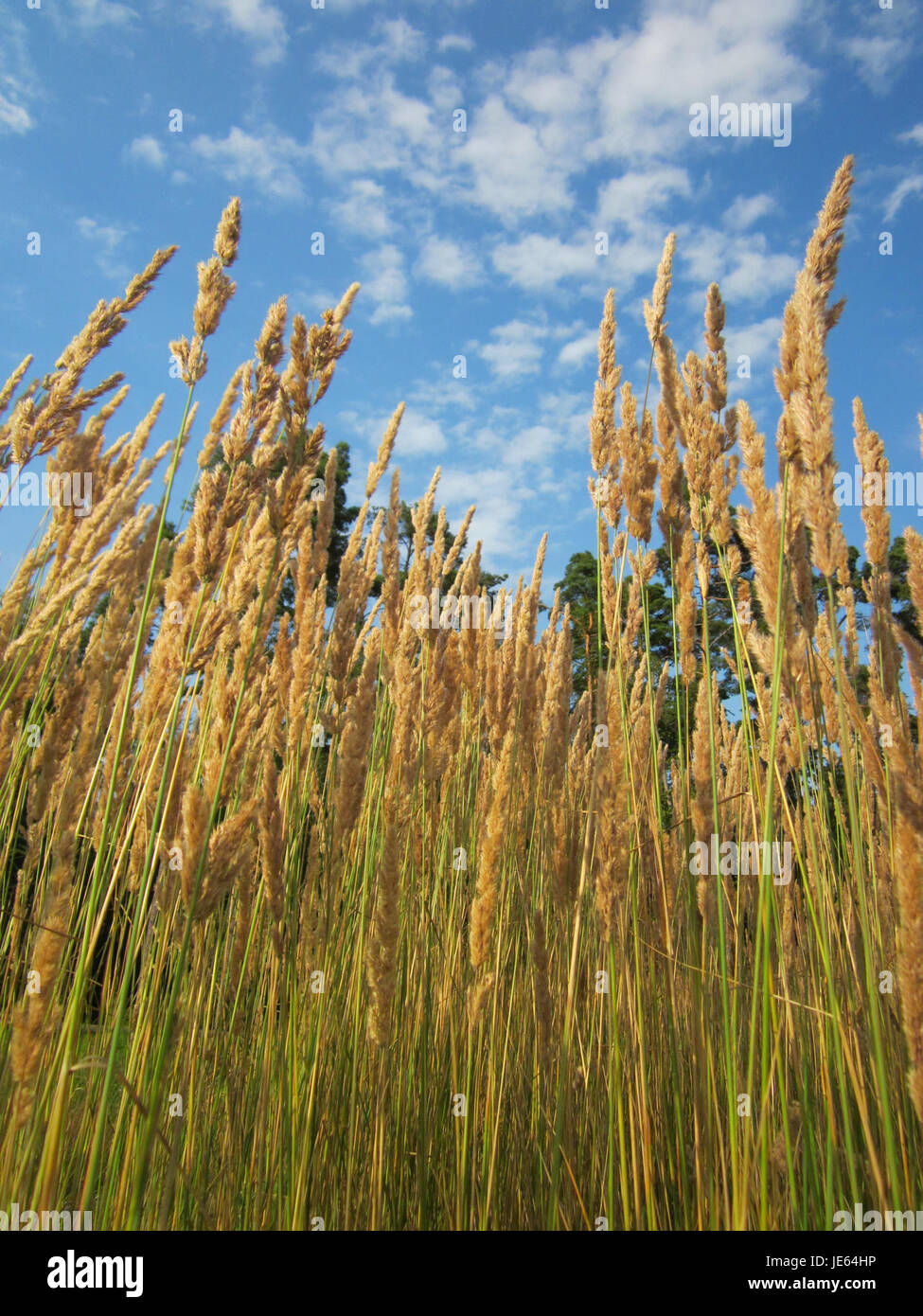 Plants found in damp areas hi-res stock photography and images - Alamy