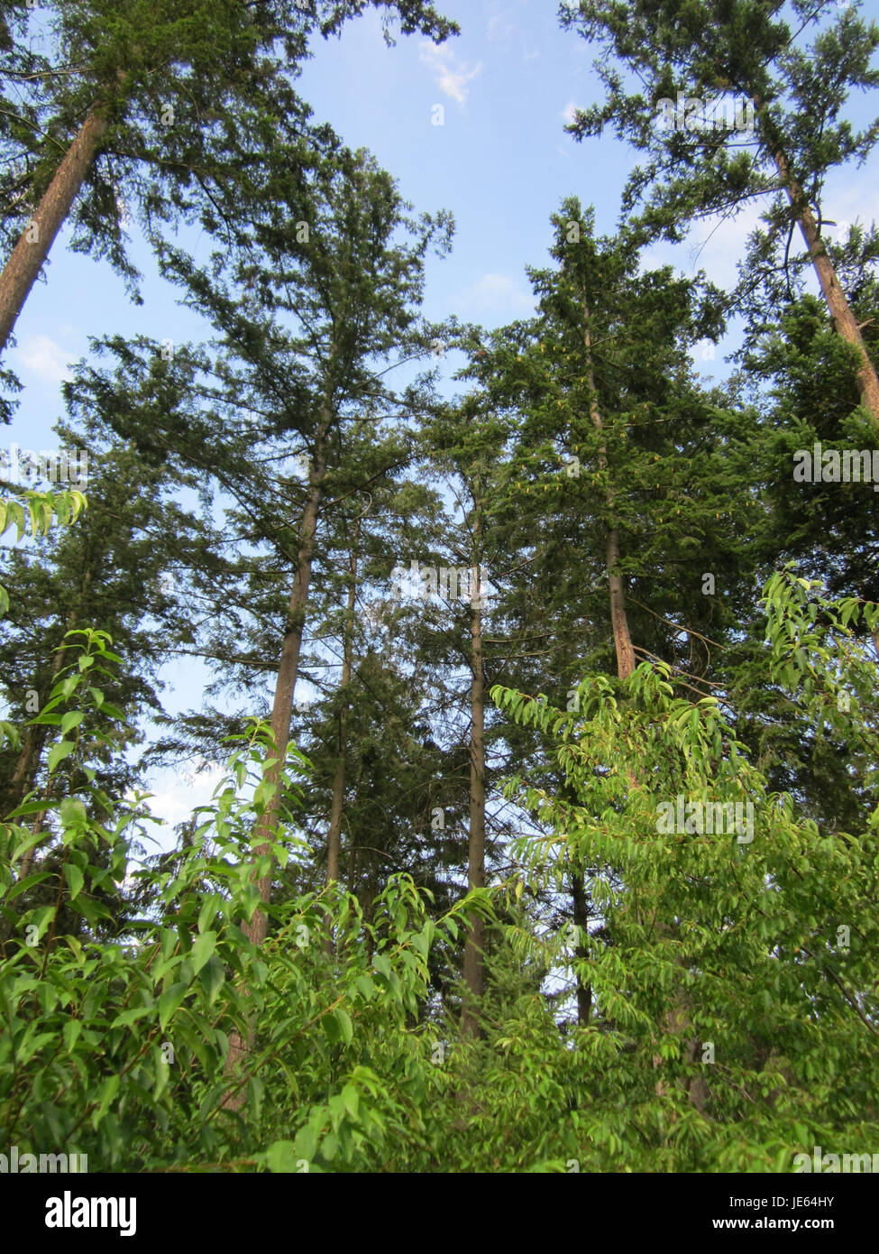 Douglas fir trees pseudotsuga crown hi-res stock photography and images ...