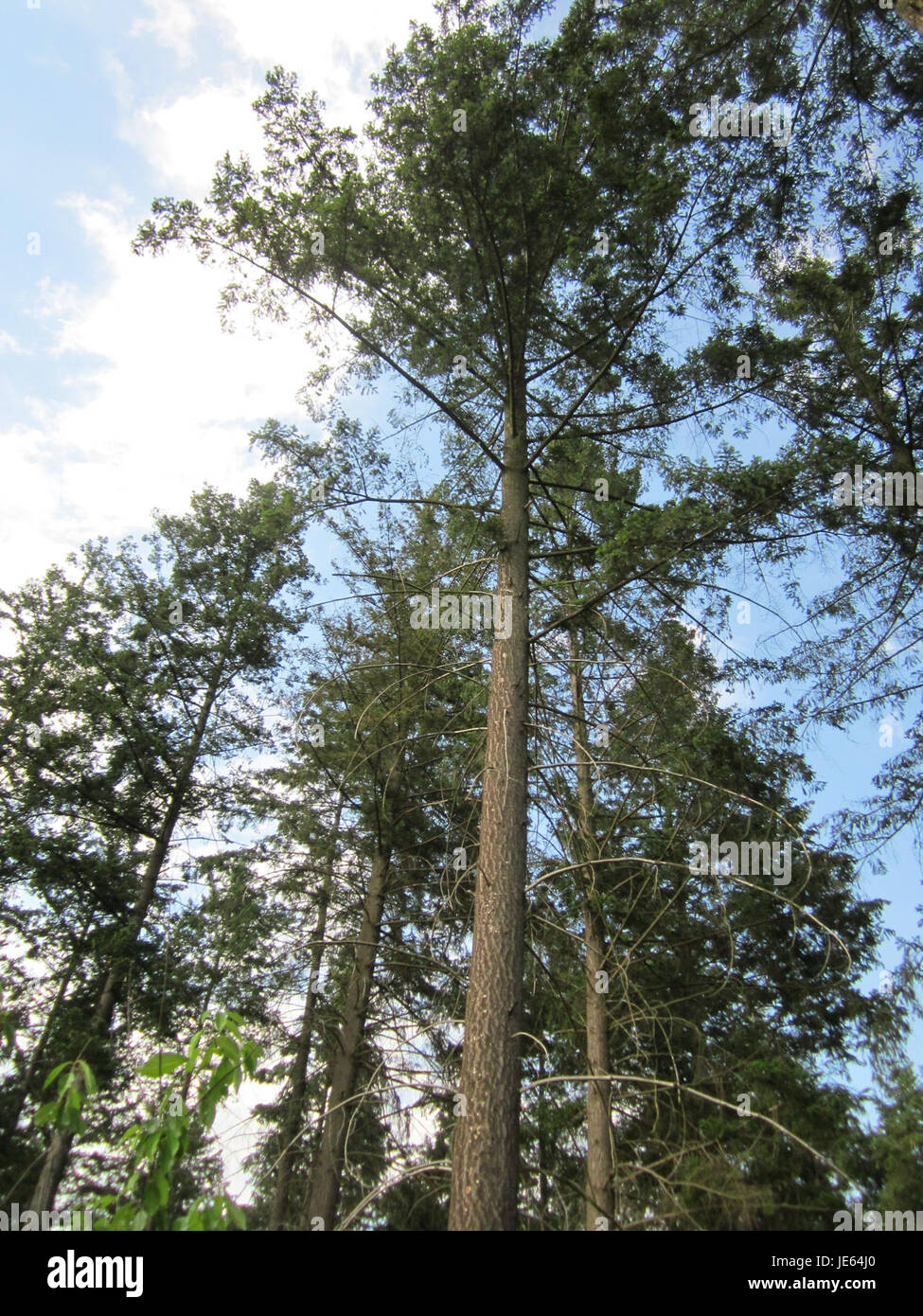 Douglasie, also known as Douglas fir (Pseudotsuga menziesii), is a coniferous tree species ...