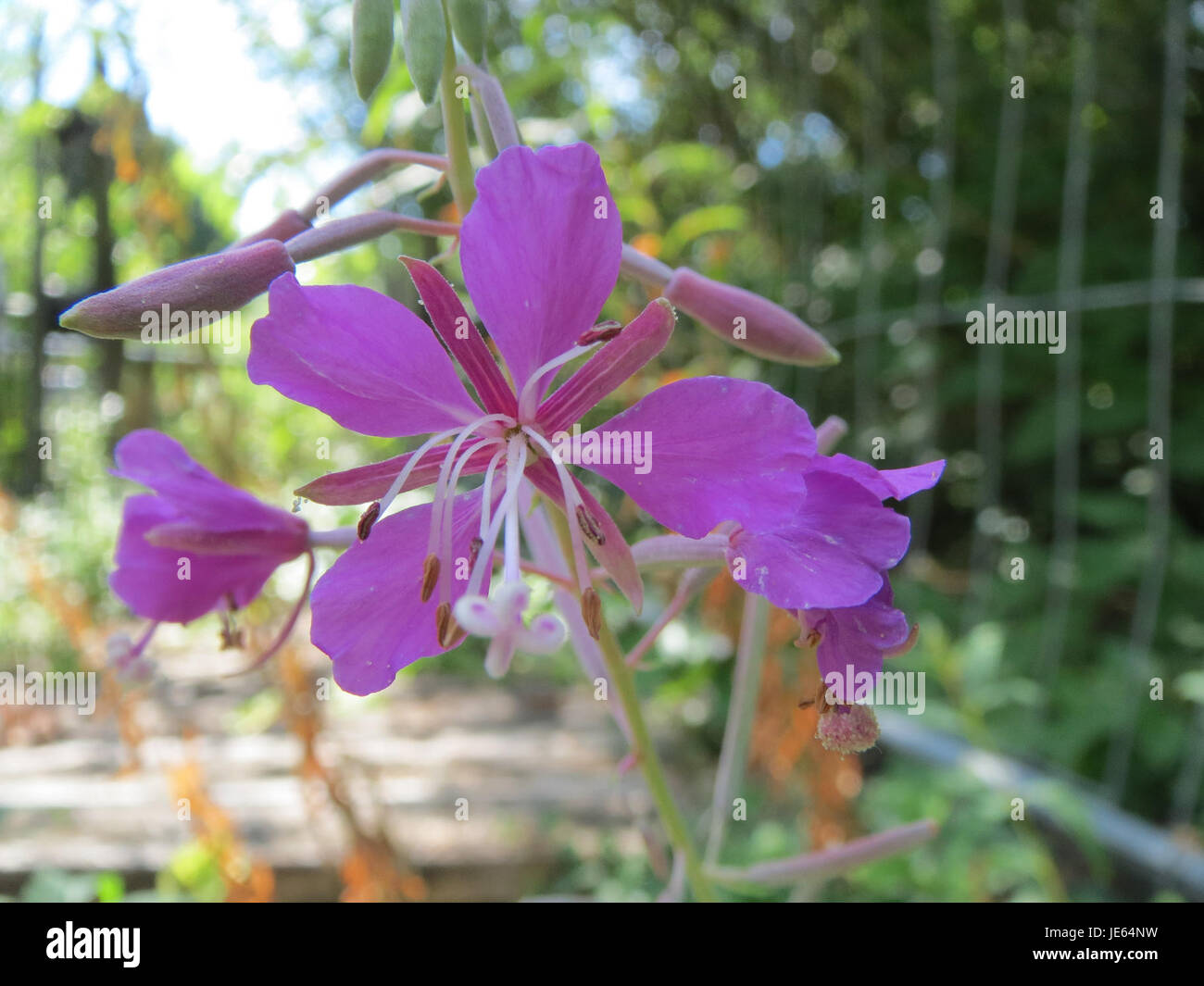 Chamerion angustifolium, commonly known as fireweed, is a flowering ...