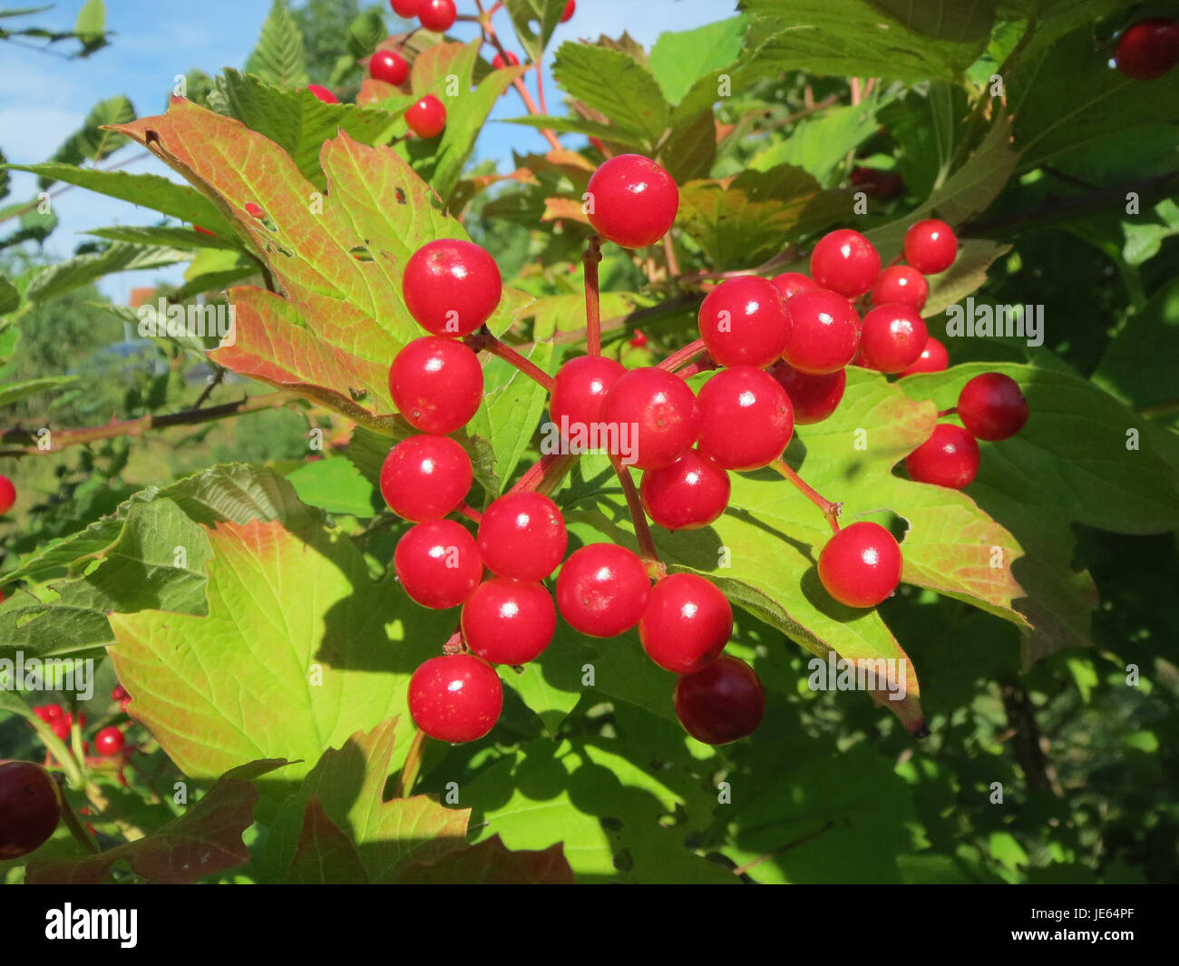 Schneeball pastry hi-res stock photography and images - Alamy