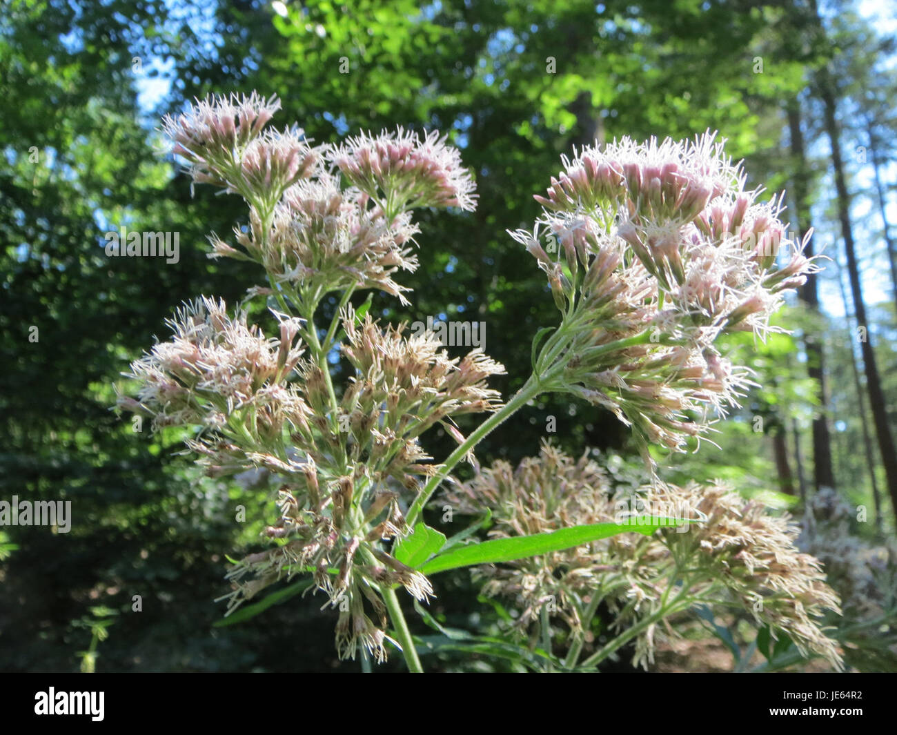 A photograph of Water Hemlock (Cicuta virosa), taken on August 16, 2013 ...