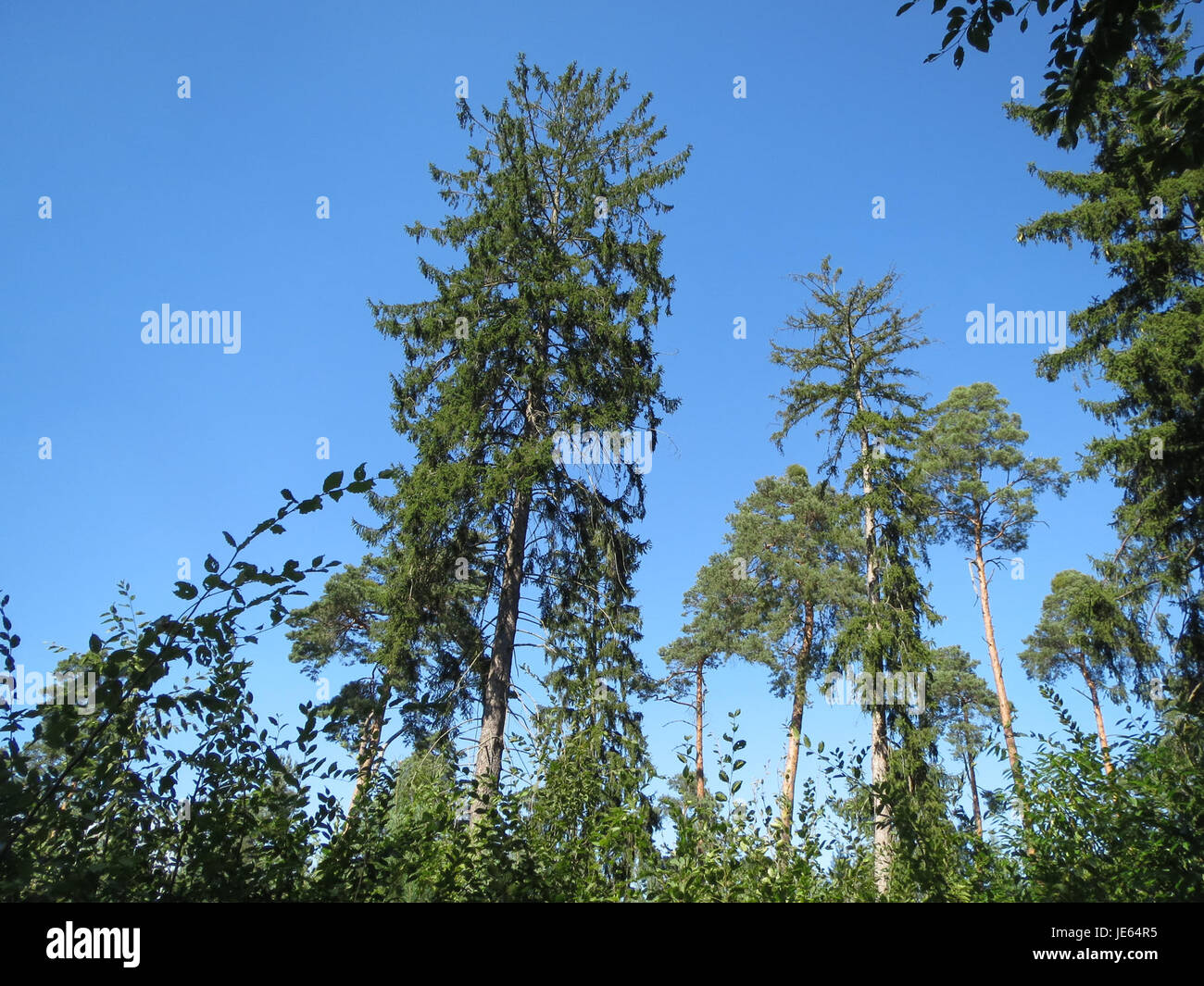 An image of Douglas Fir (Pseudotsuga menziesii), a species native to ...