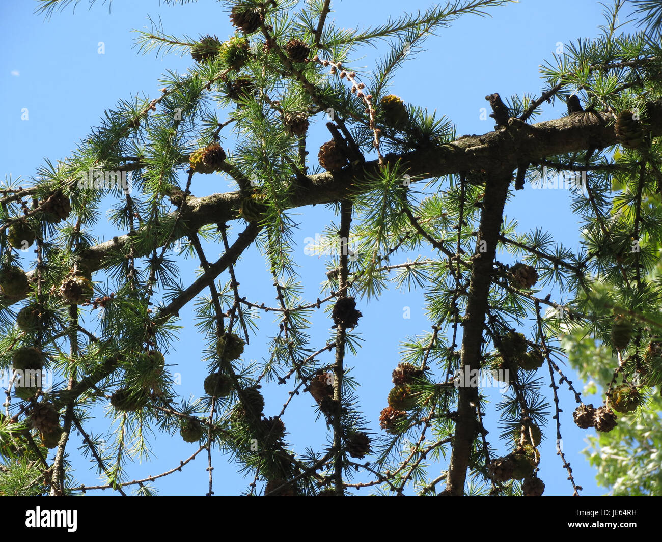 'Laerche Altlussheim' is a nature photograph depicting a larch tree in ...