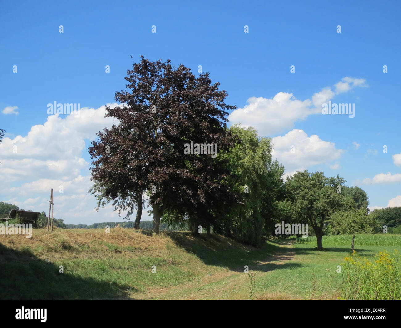 The image '20130817Ahorn Altlussheim1' shows an American maple tree ...