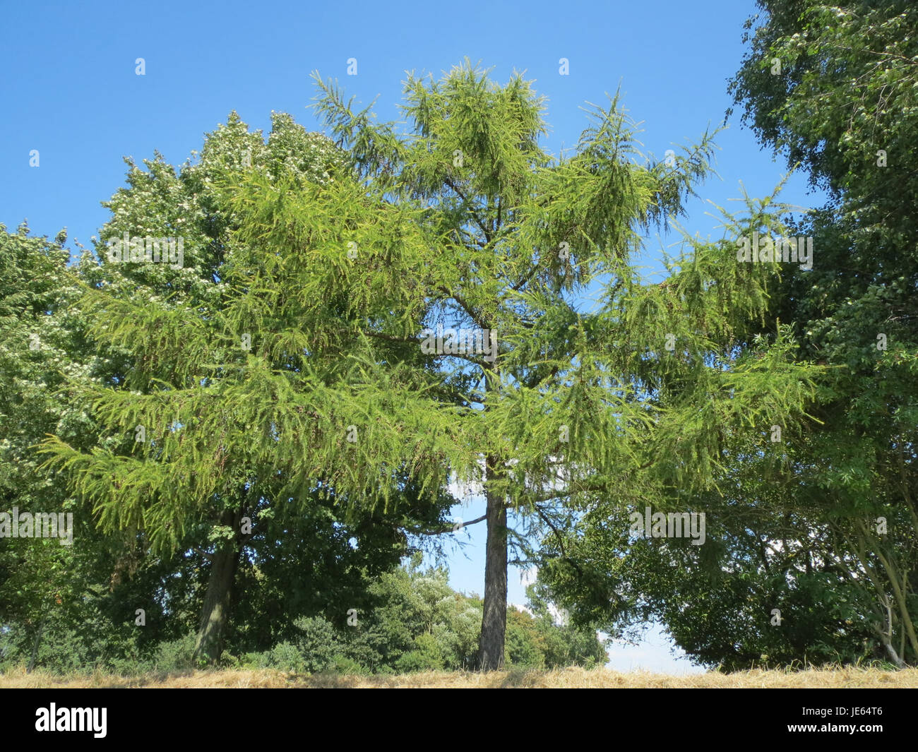 This image shows a Larch (Larix) tree in Altlussheim, Germany, taken on ...