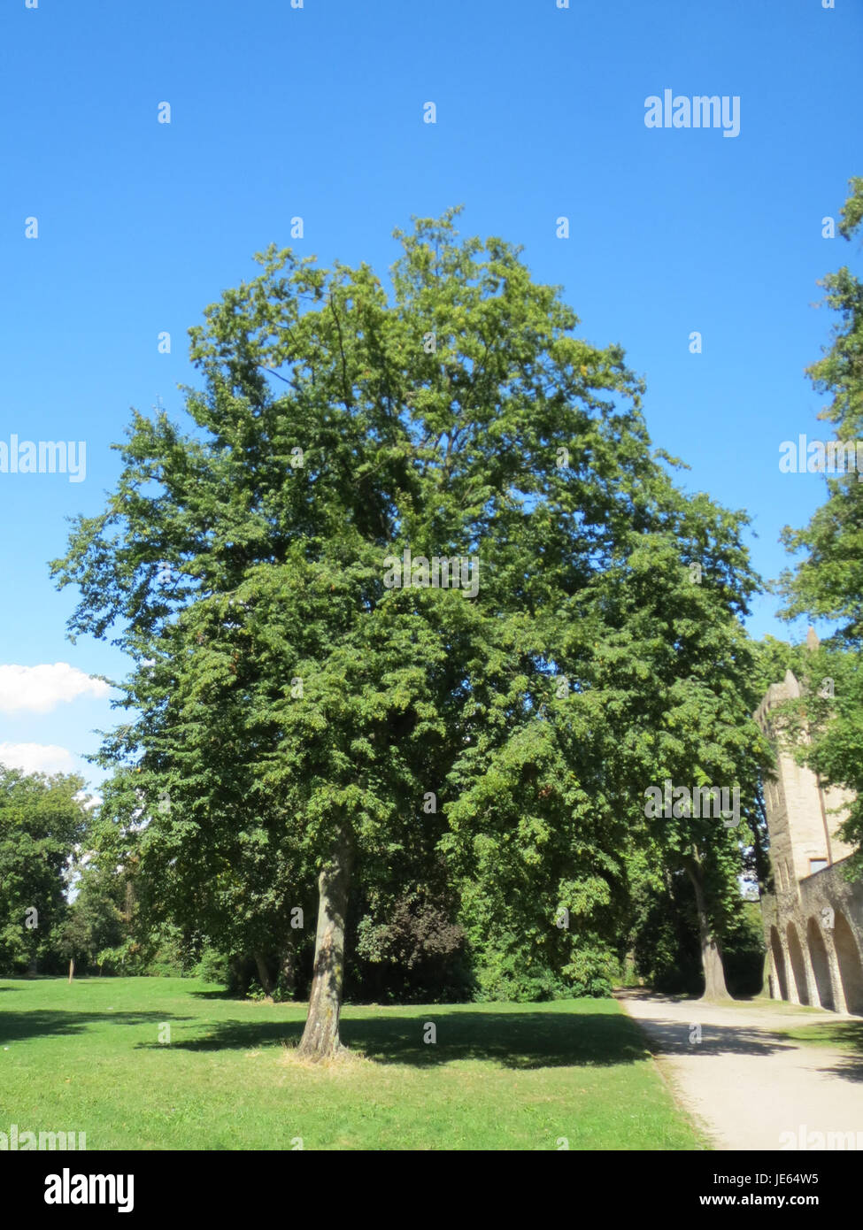 A historical image of the Hainbuche tree, photographed in Speyer on ...