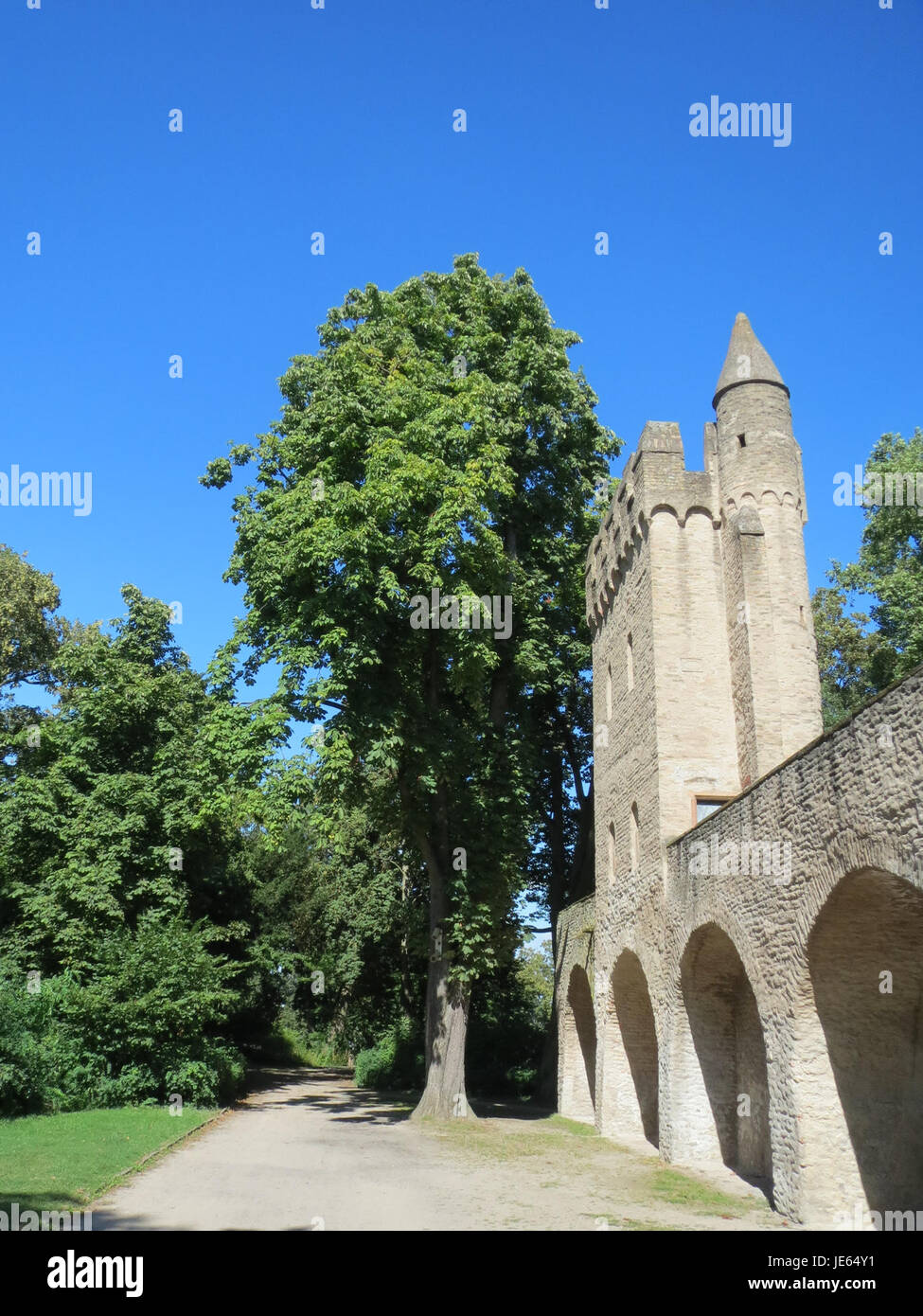 A photograph of a horse chestnut tree (Rosskastanie) located in Speyer ...