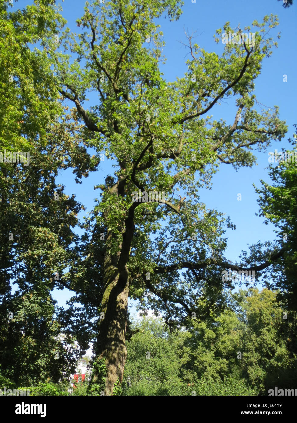 Oak tree importance hi-res stock photography and images - Alamy