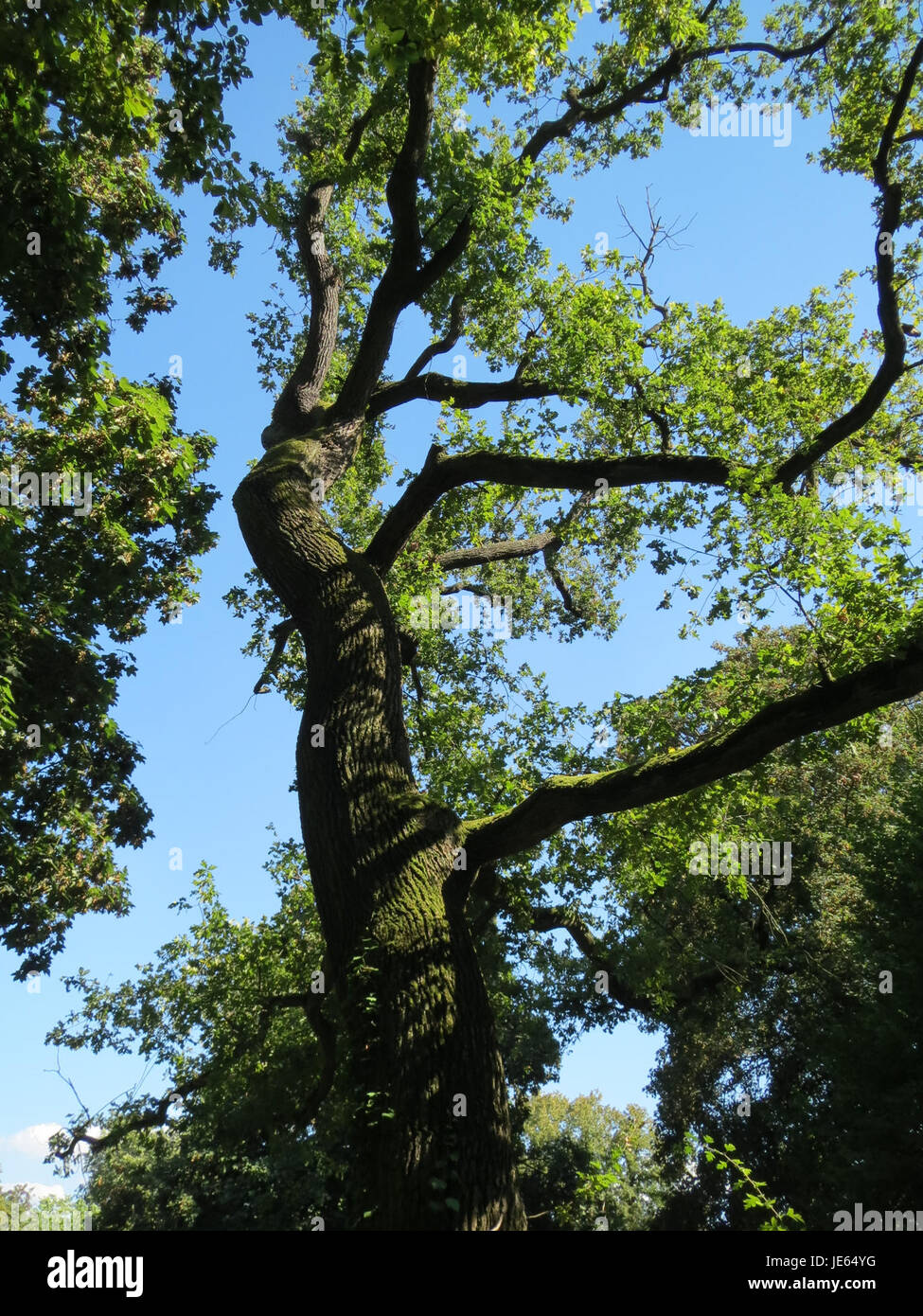 A photograph of an oak tree (Quercus robur) in Speyer, Germany, taken ...