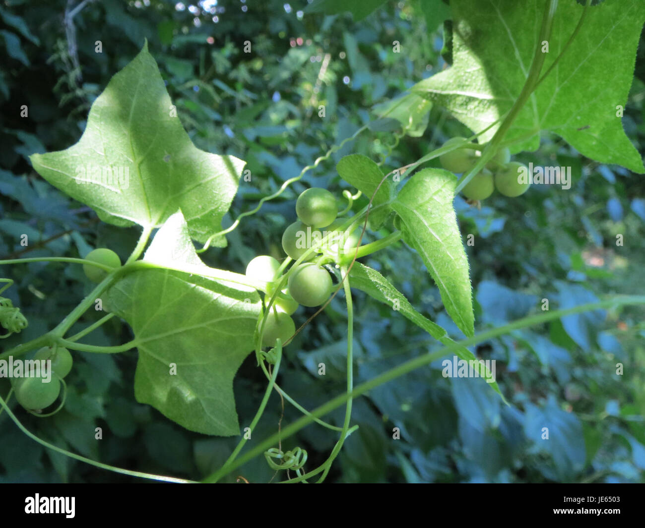 Bryonia dioica, also known as white bryony, is a climbing plant native ...