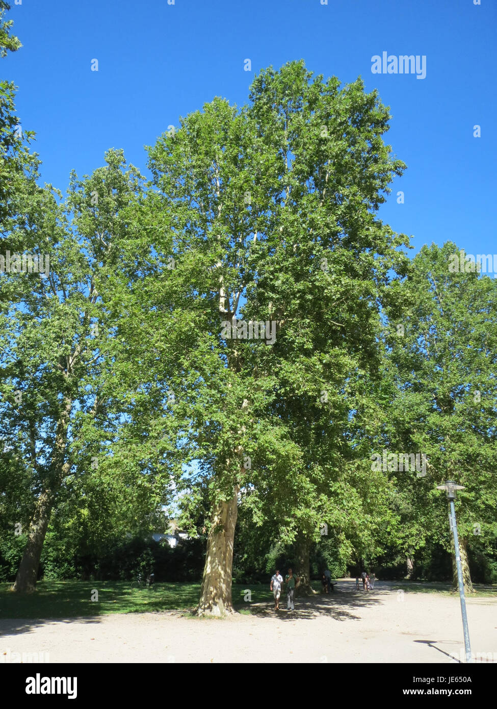 The image shows a Platanus tree, or plane tree, in Speyer on August 17 ...