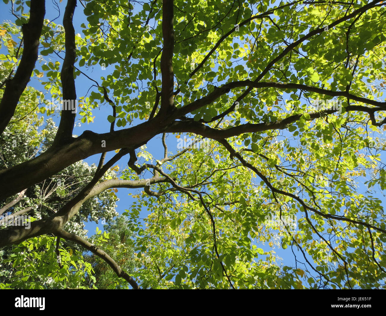 This image shows a close-up of the Tilia tomentosa tree, also known as ...
